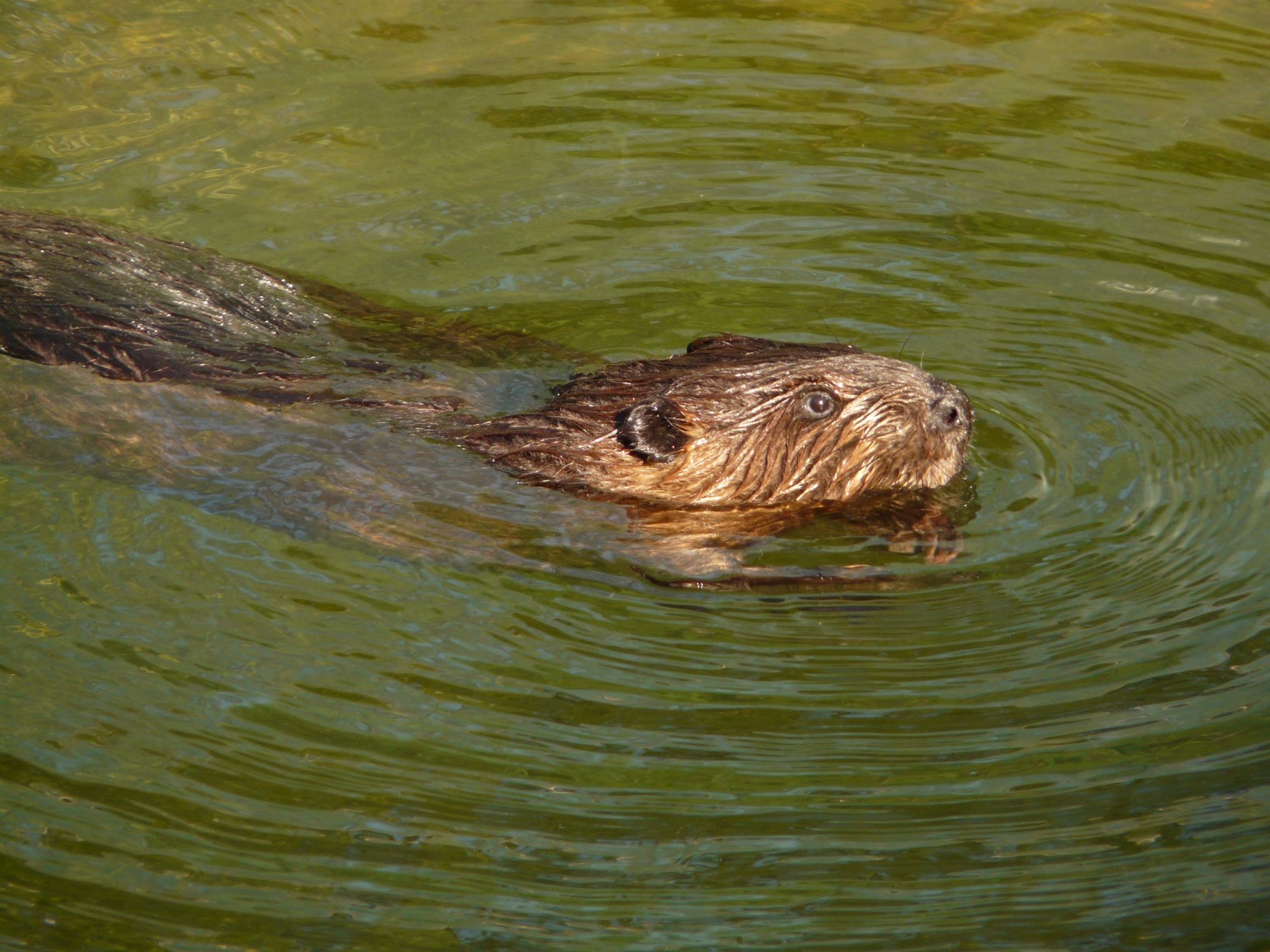 Beavers | DFW Wildlife Organization